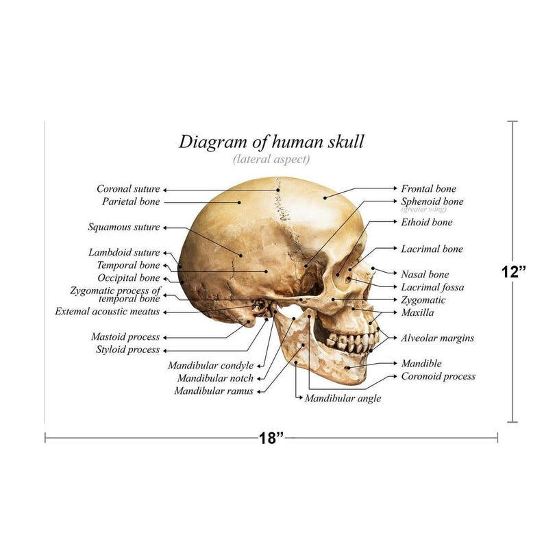 Human Skull Anatomy Diagram Poster, Educational Wall Art (18x12) - Etsy