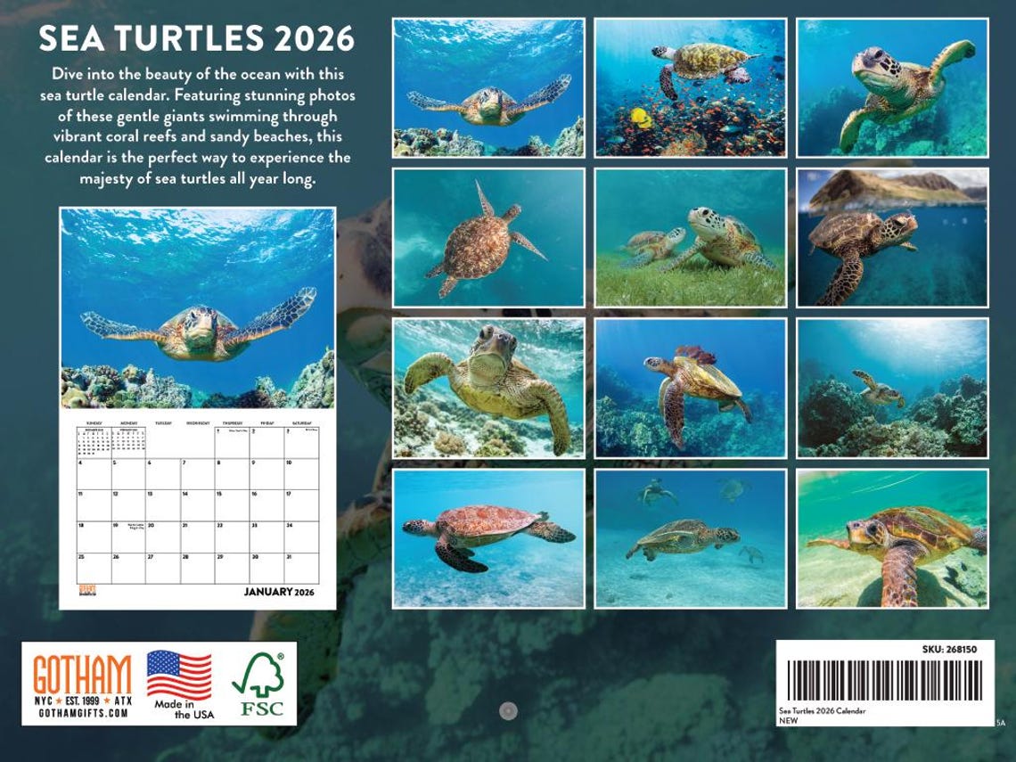 Sea Turtle Calendar 2026 Turtles Monthly Wall Calender 12 Month ...