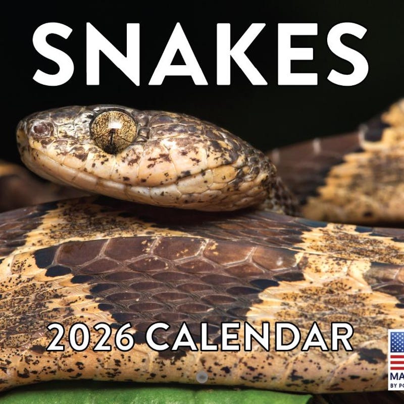 Snakes 2026 Wall Calendar - Etsy