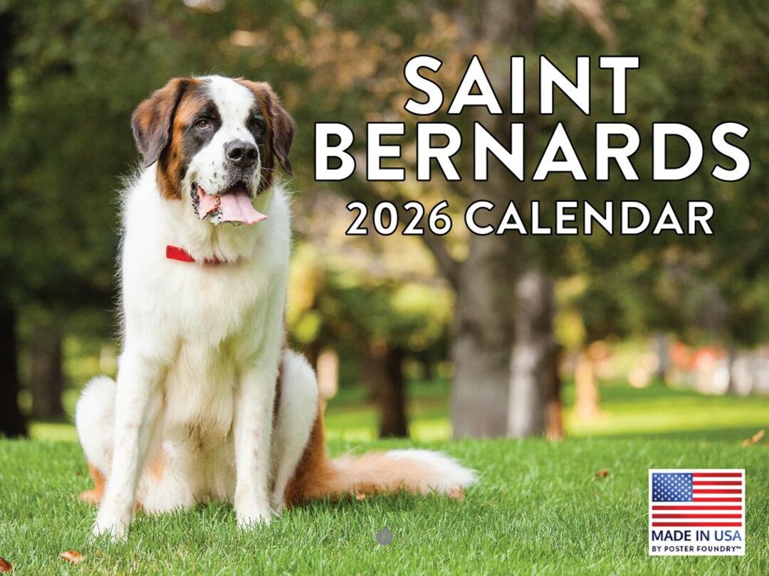 Saint Bernard Calendar 2026 Monthly Wall Calender 12 Month | American ...