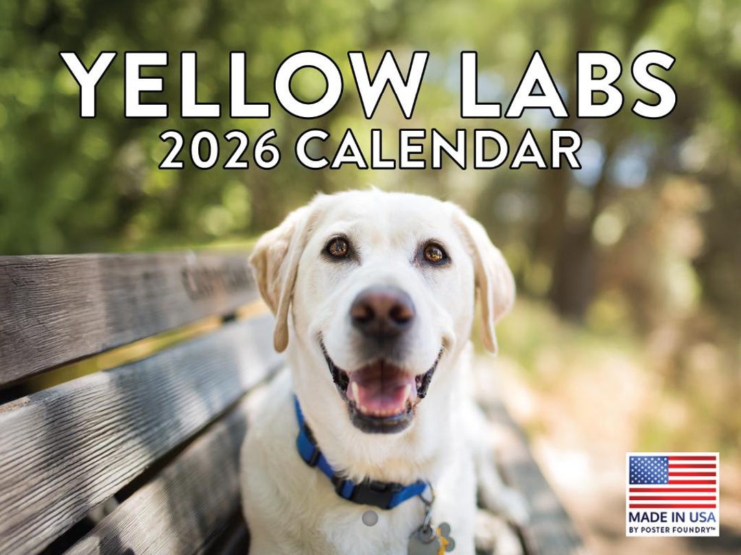 Yellow Lab Calendar 2026 Labrador Monthly Wall Calender 12 Month ...