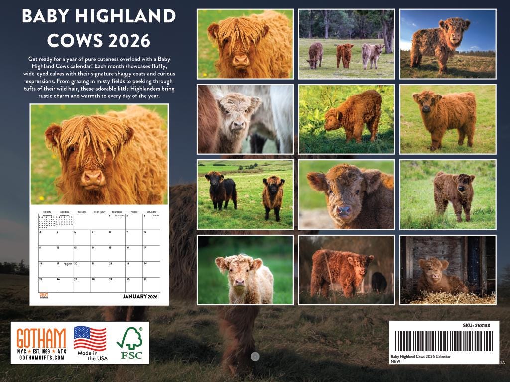 Baby Highland Cow Calendar 2026 Monthly Wall Calender 12 Month ...