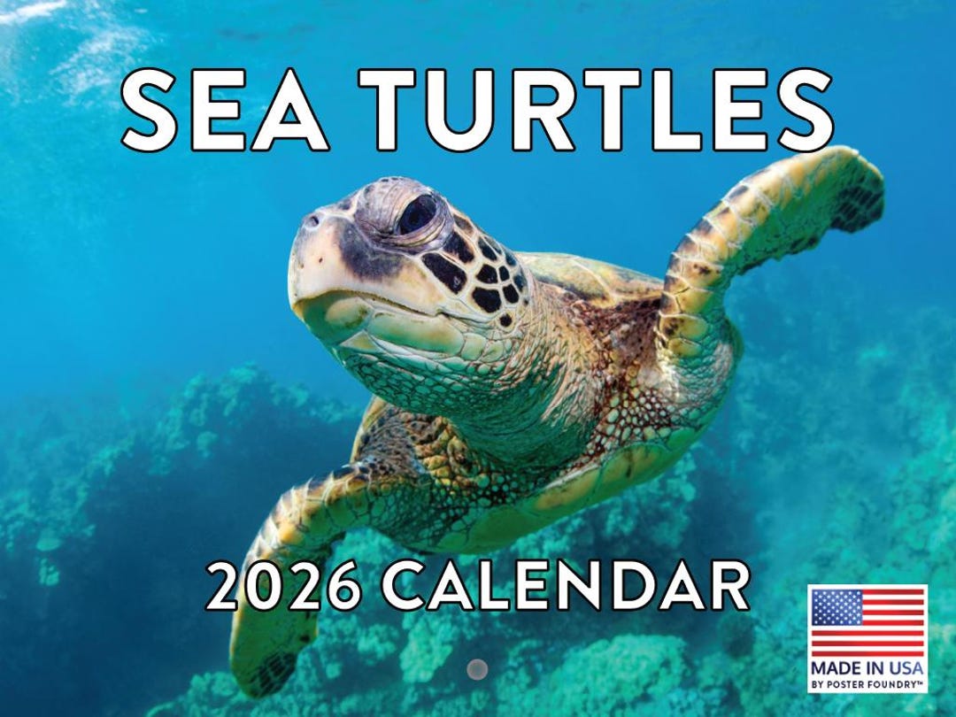 Sea Turtle Calendar 2026 Turtles Monthly Wall Calender 12 Month ...