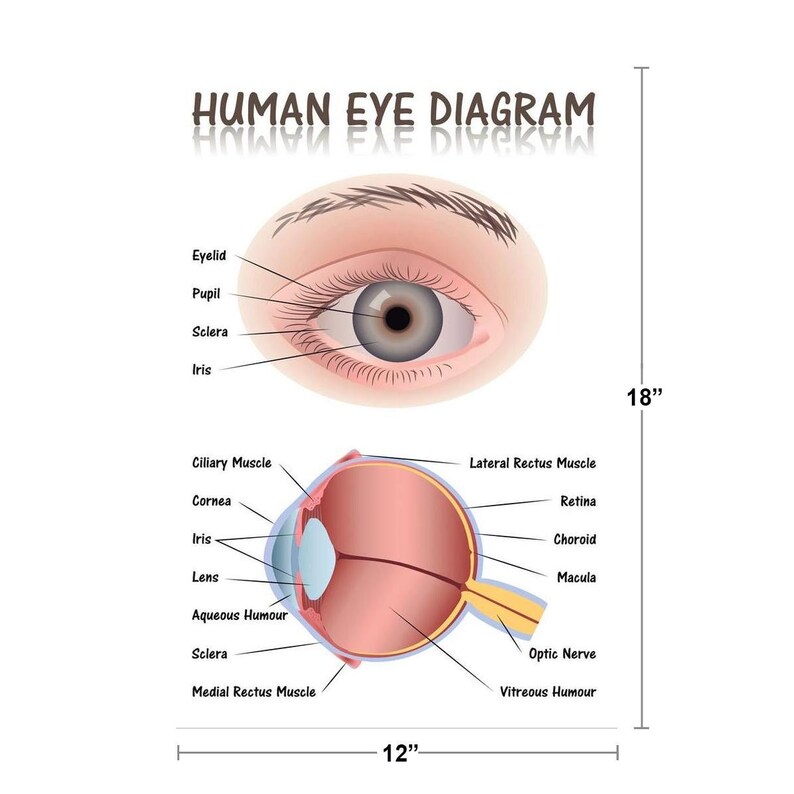 Human Eye Anatomy Chart Poster, Medical Diagram Art (12x18) - Etsy