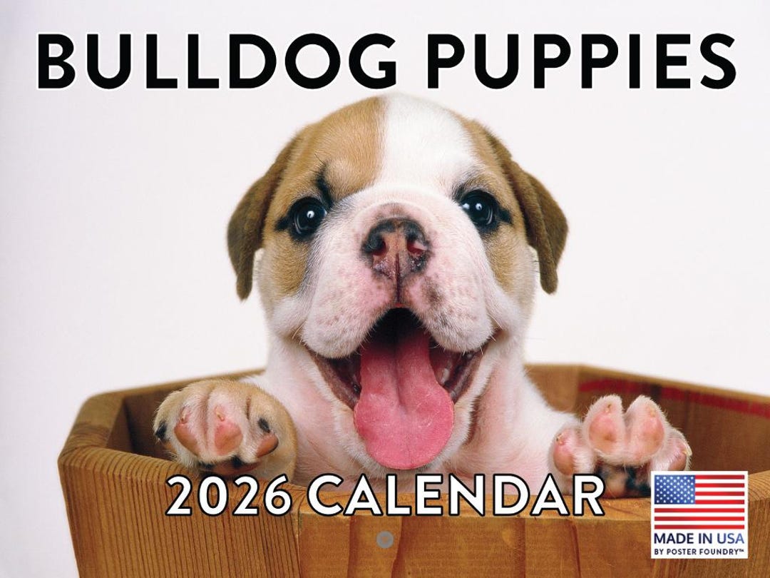 Bulldog Puppy Calendar 2026 Monthly Wall Calender 12 Month | American ...