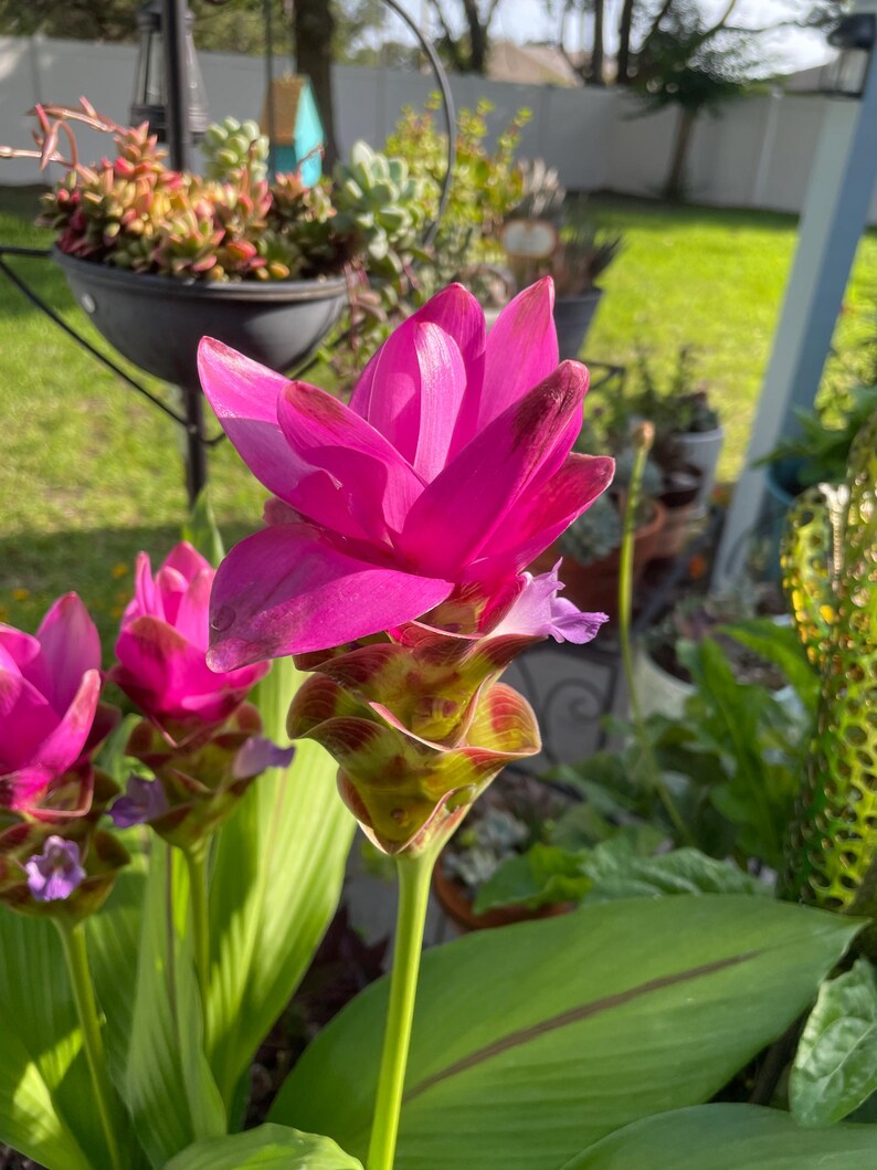 Purple Curcuma Bulb (siam Tulip) | Plant Rhizome - Etsy