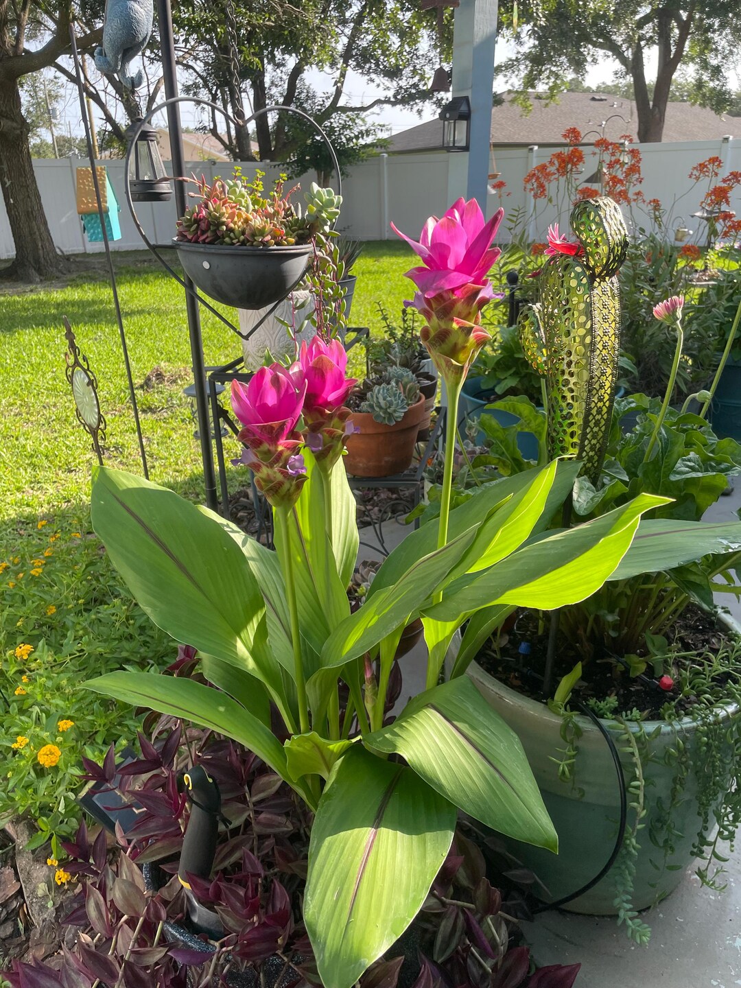 Purple Curcuma Bulb (siam Tulip) | Plant Rhizome - Etsy