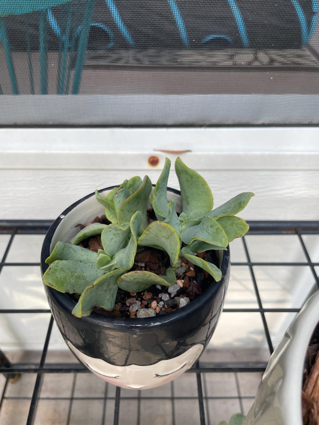 Ripple Jade Crassula Undulatifolia Succulent Cutting or Rooted Live ...