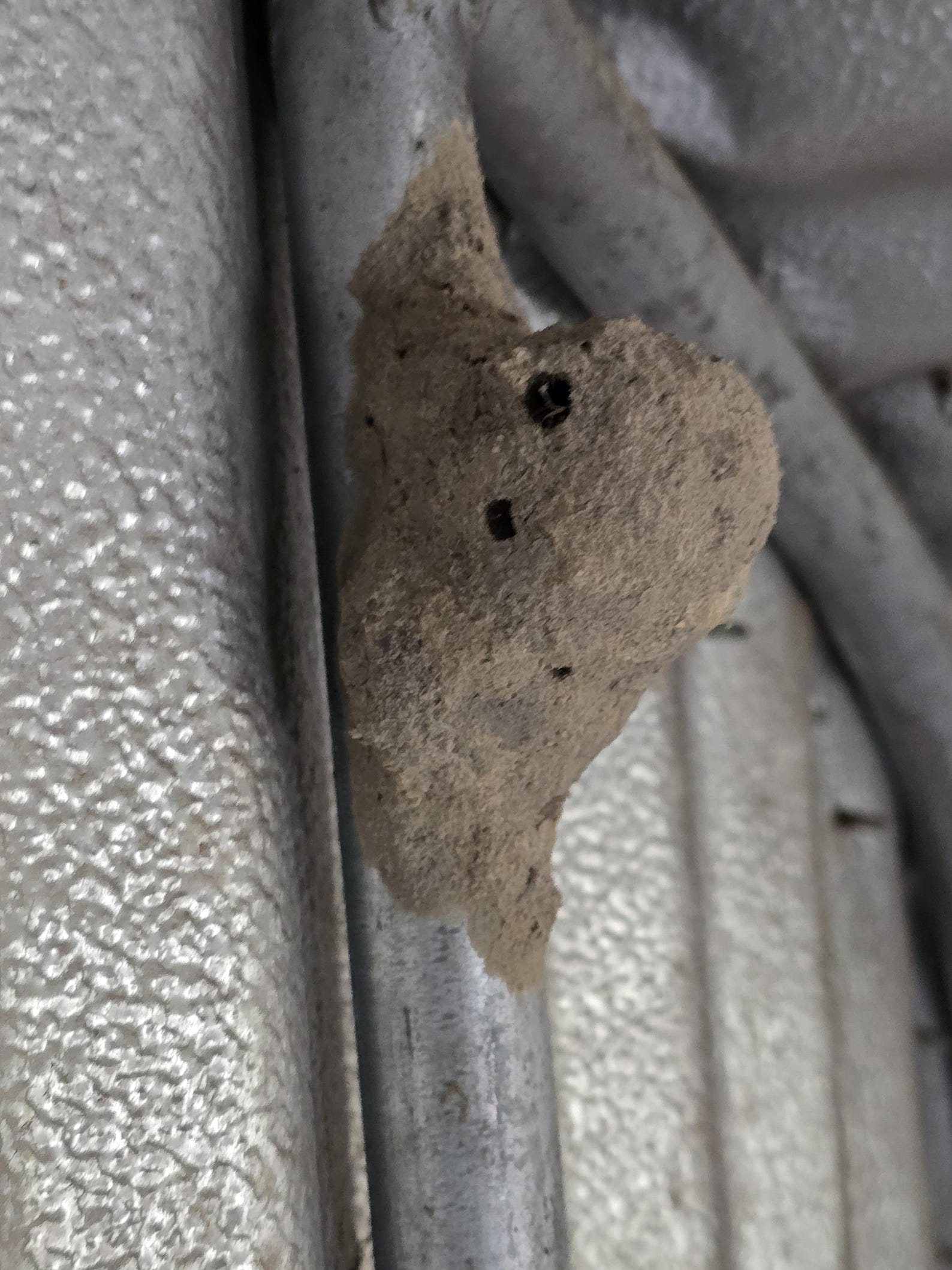 One Dirt | Mud Dauber Nests | Spells, Protection and Domination - Etsy