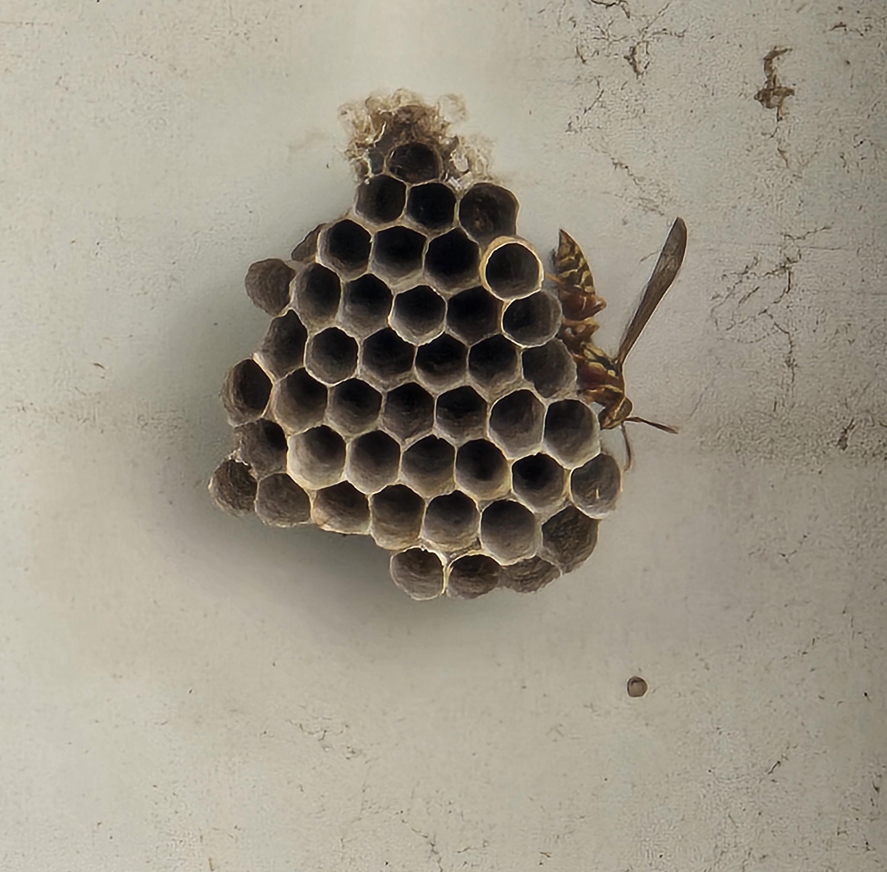 Paper Wasp Nest | Ethically Collected | for Craft, Spiritual ...