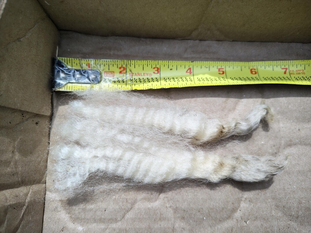 Raw White Romney Ram Wool 4.5 Lbs 2025 Fleece #3 - Etsy