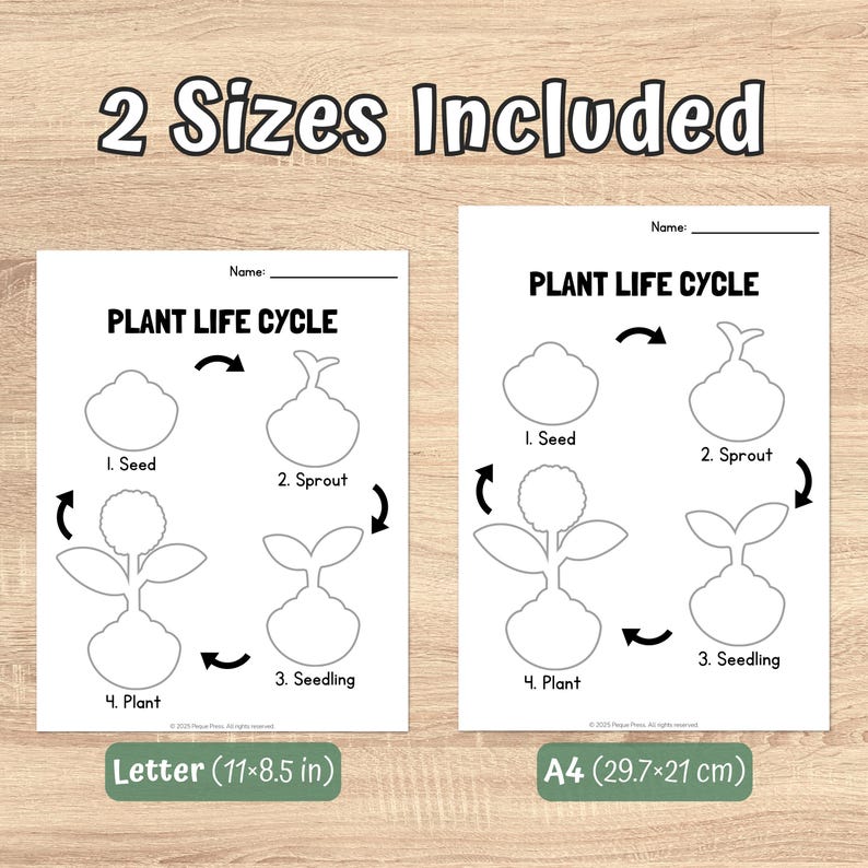 Plant Life Cycle Cut & Glue Craft | Printable Color and Assemble ...