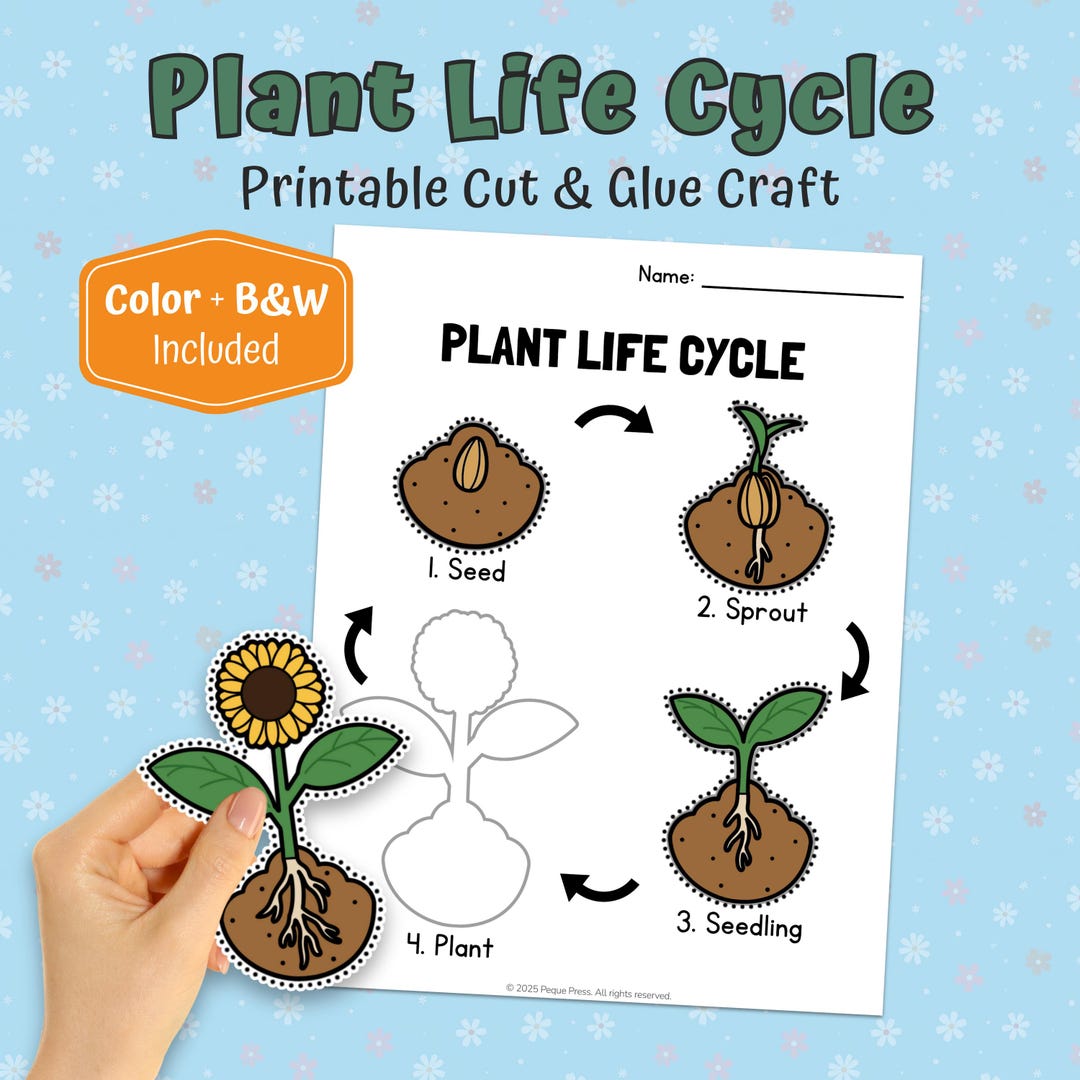 Plant Life Cycle Cut & Glue Craft | Printable Color and Assemble ...