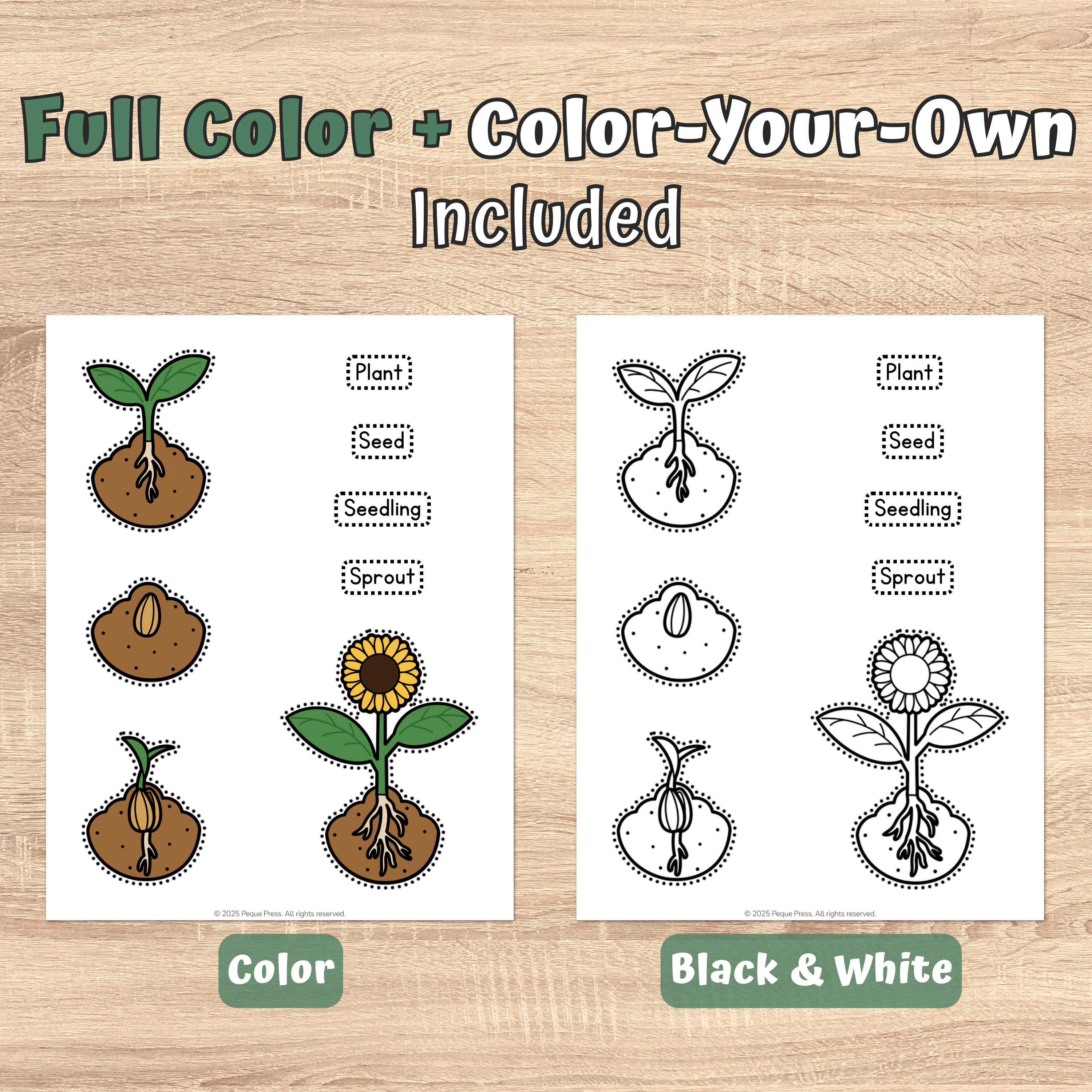 Plant Life Cycle Cut & Glue Craft | Printable Color and Assemble ...