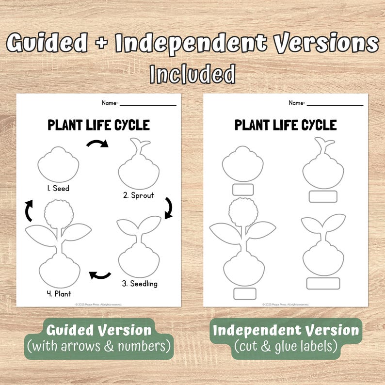 Plant Life Cycle Cut & Glue Craft | Printable Color and Assemble ...