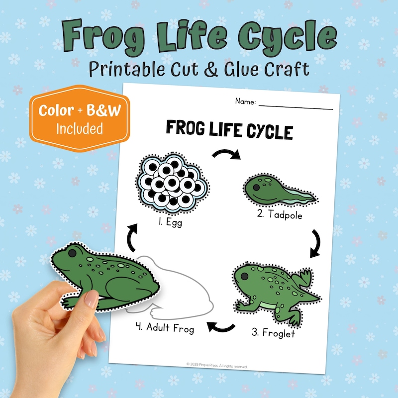 Frog Life Cycle - Etsy