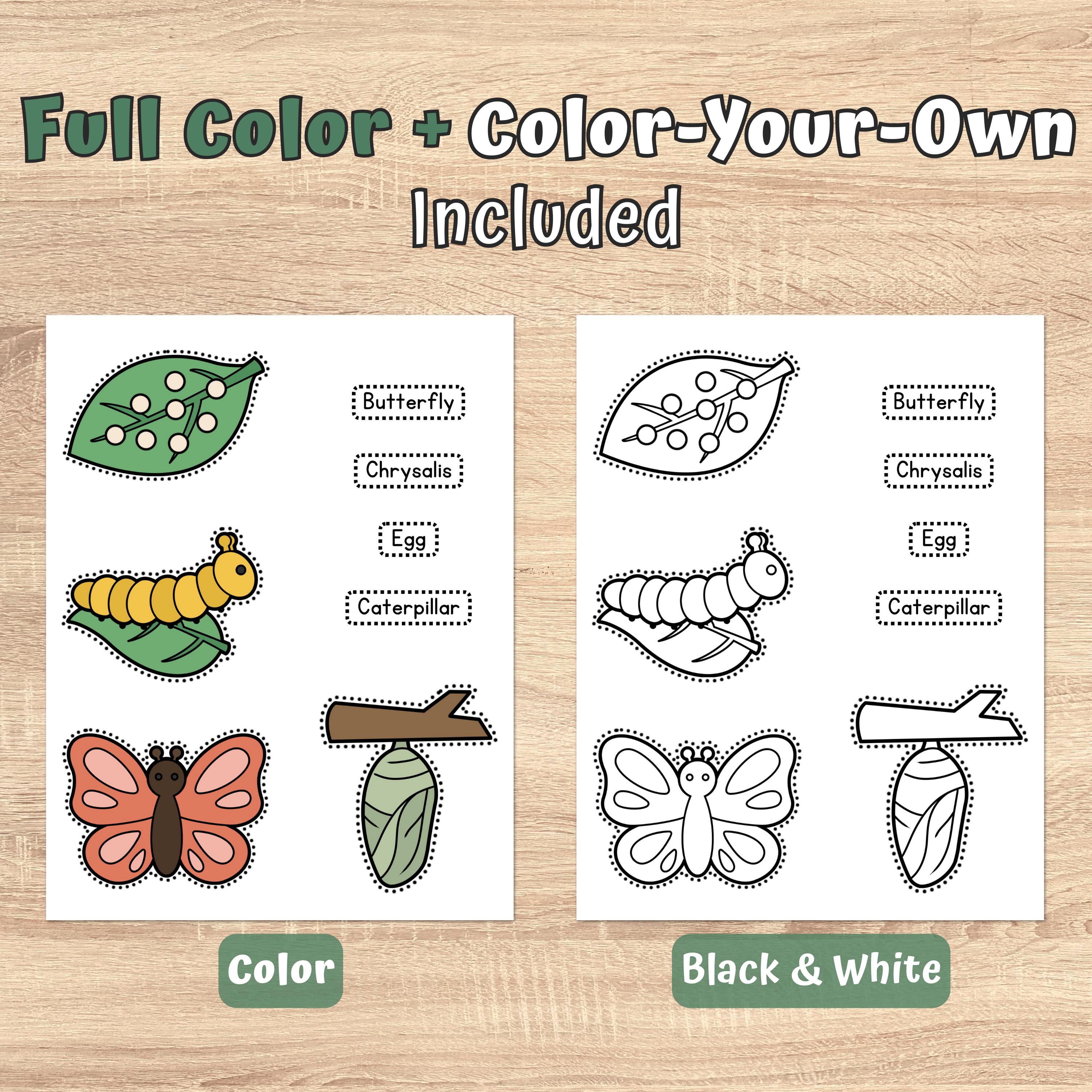 Butterfly Life Cycle Cut & Glue Craft | Printable Color and Assemble ...