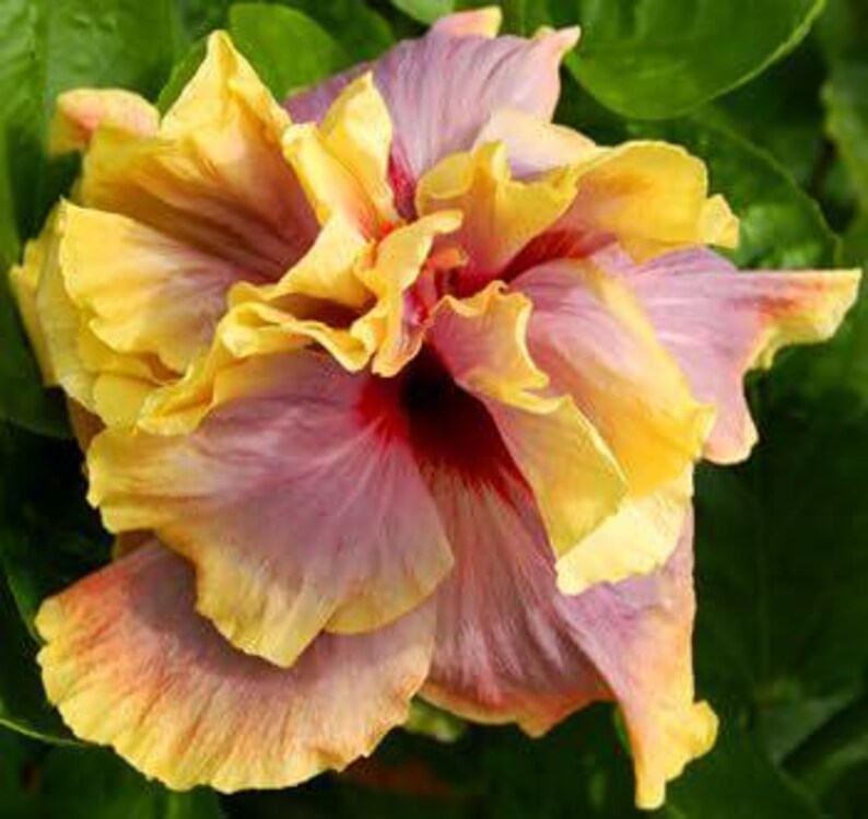 Hibiscus Cajun Color Live Plant, Tropical Flowering Shrub, Gator Magic ...