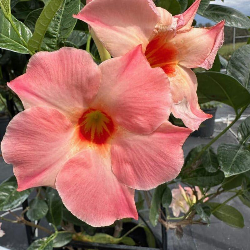 Giant Peach - Etsy
