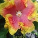 Hibiscus Flower Shrub, Cajun Color, Starter Plant - Etsy