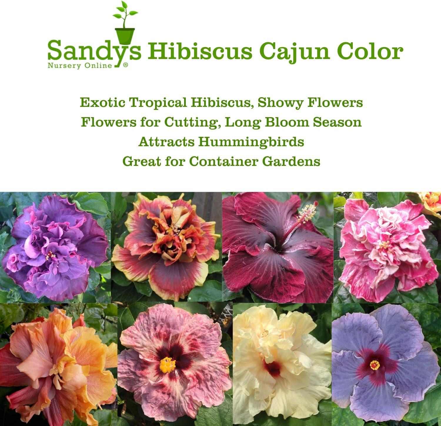 Hibiscus Cajun Color Purple Magic Starter Plant - Etsy