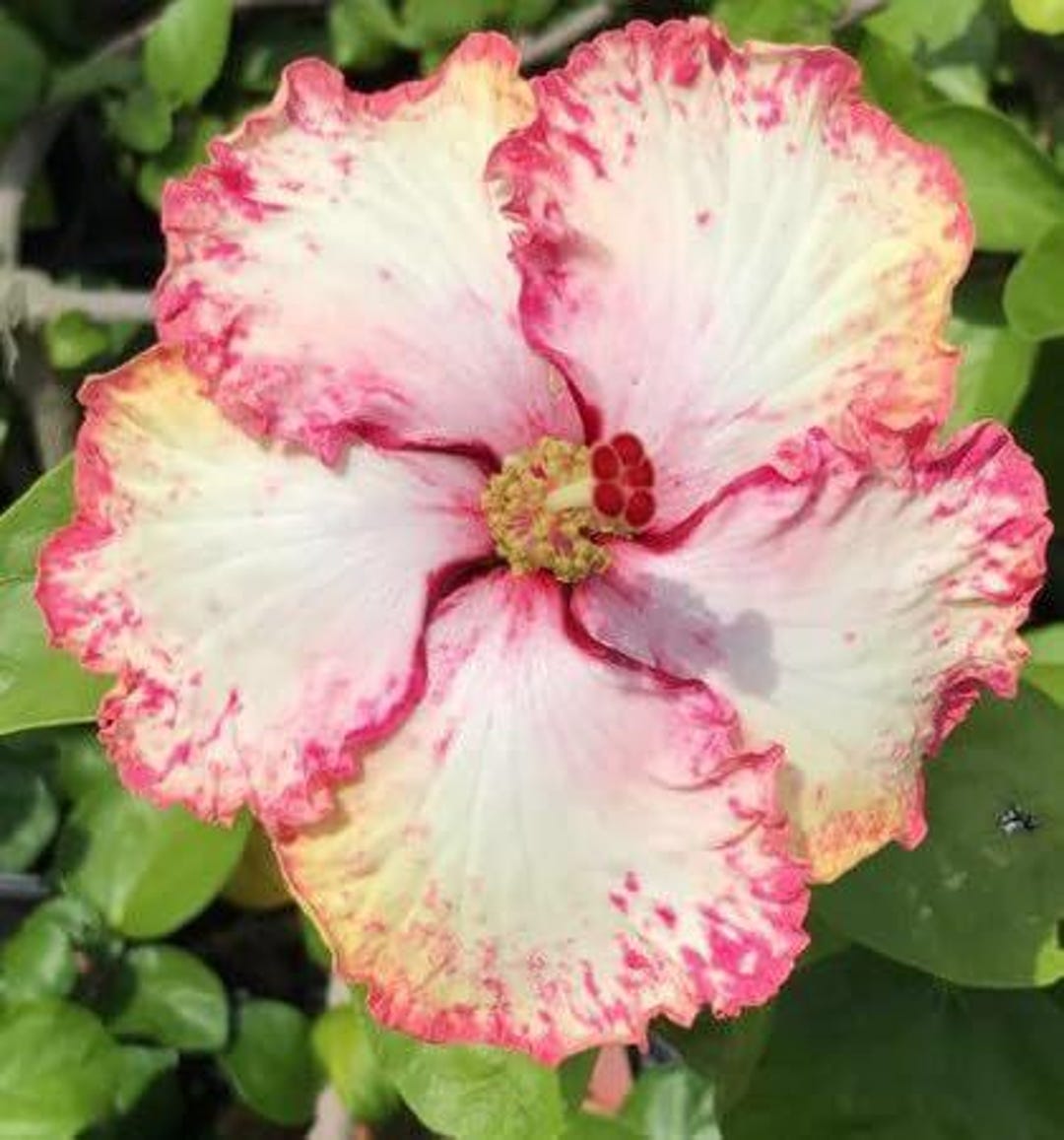Hibiscus Cajun Color Live Plant – Strawberry 4 Inch Pot - Etsy