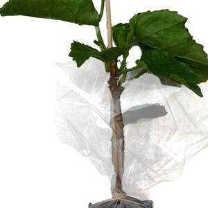 Hibiscus Cajun Color Rum Rascal Starter Plant Hybrid Big Double Flowers ...