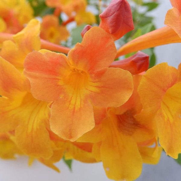 Tecoma X Orange Jubilee 'tecoma Alata' Seeds Flaming Bells, Orange ...