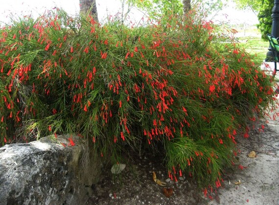 Firecracker Red Russelia Equisetiformis Starter Plant Lot of - Etsy