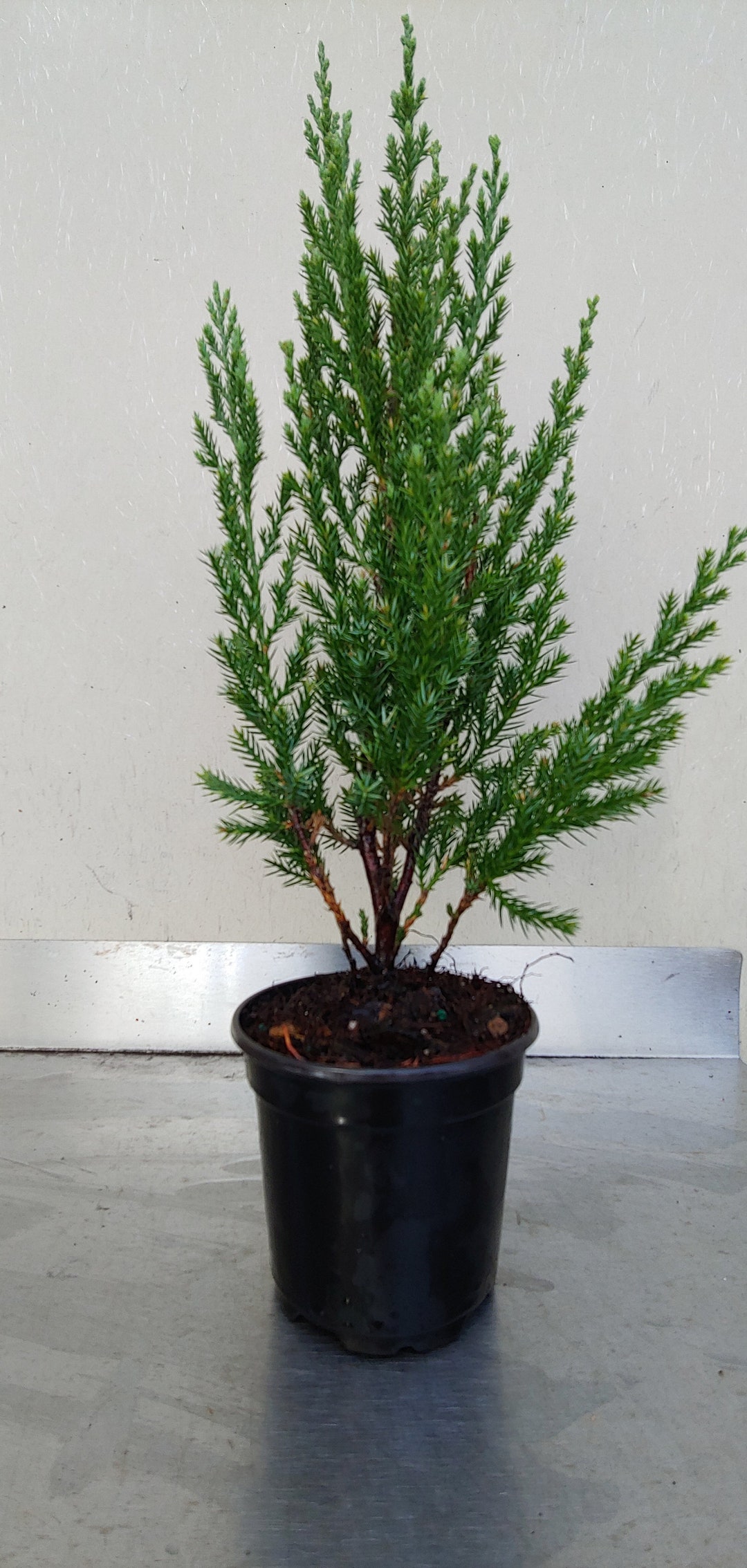 Juniper Tree, Blue Point, 4 Inch Pot - Etsy