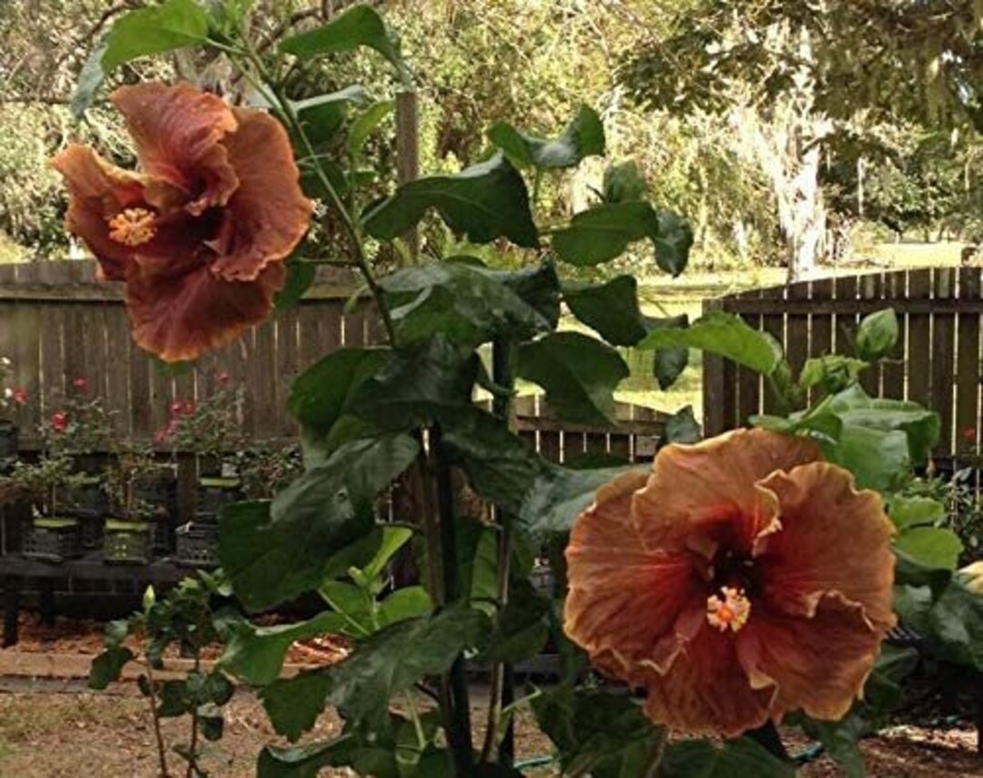 Hibiscus Flower Shrub, Cajun Color, Starter Plant - Etsy