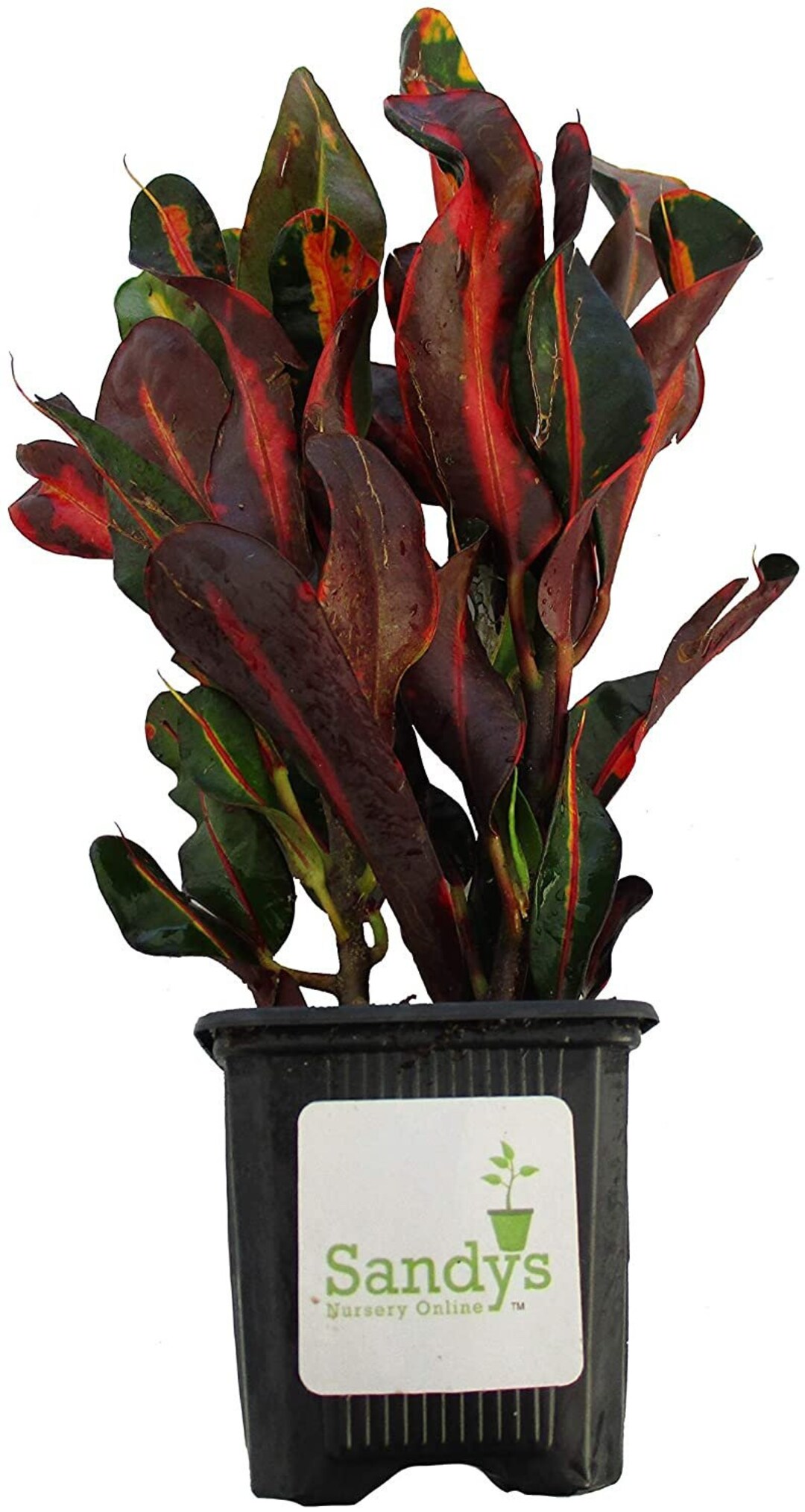 Croton Mammey, 3 Inch Pot, Lot of 12 - Etsy
