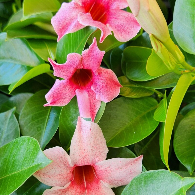 SandysNurseryOnline - Etsy