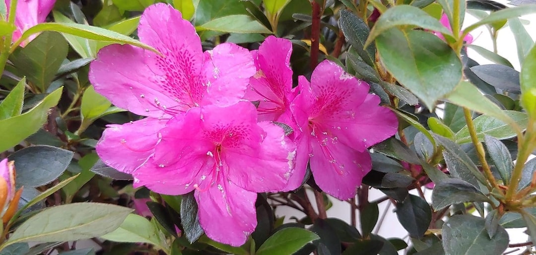 Azalea Shrub, Purple Formosa Flower, 3 Inch Pot - Etsy