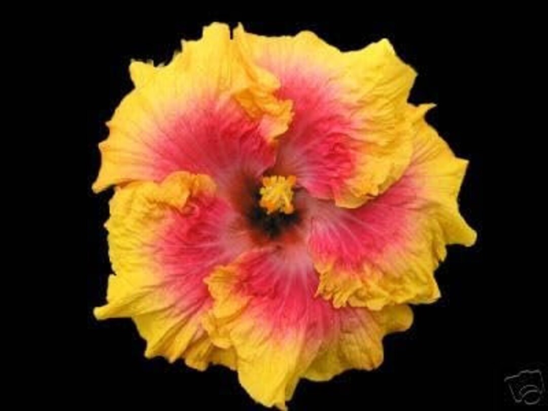 Hibiscus Cajun Color Bienvenue Starter Plant - Etsy