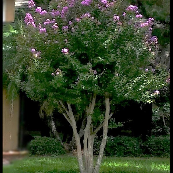 Crepe Myrtle Tree - Etsy
