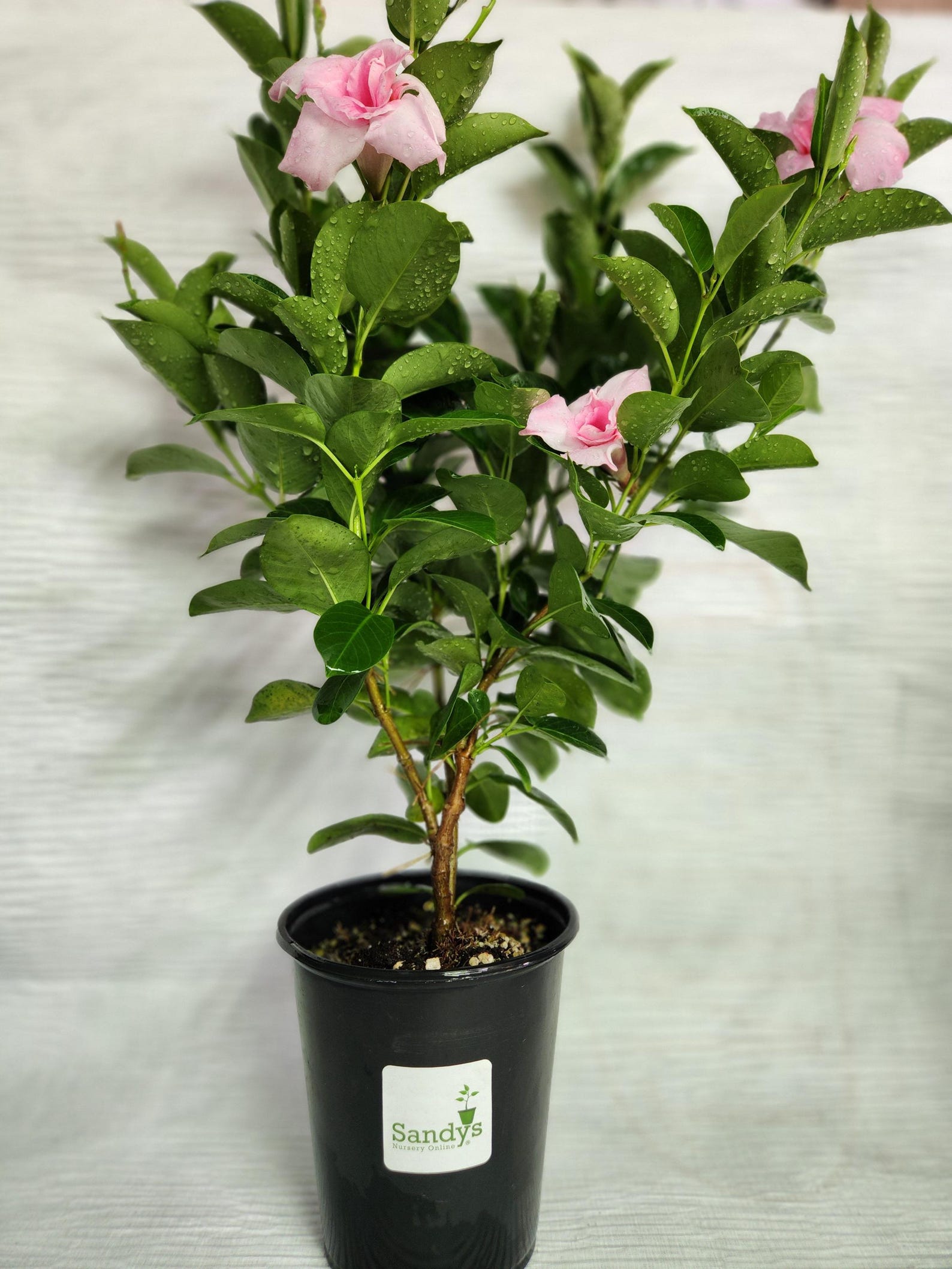 Mandevilla Double Pink Blush, Quart Pot - Etsy