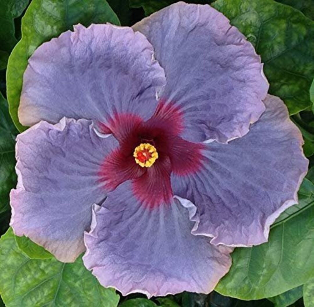 Hibiscus Flower Shrub, Cajun Color, Starter Plant - Etsy