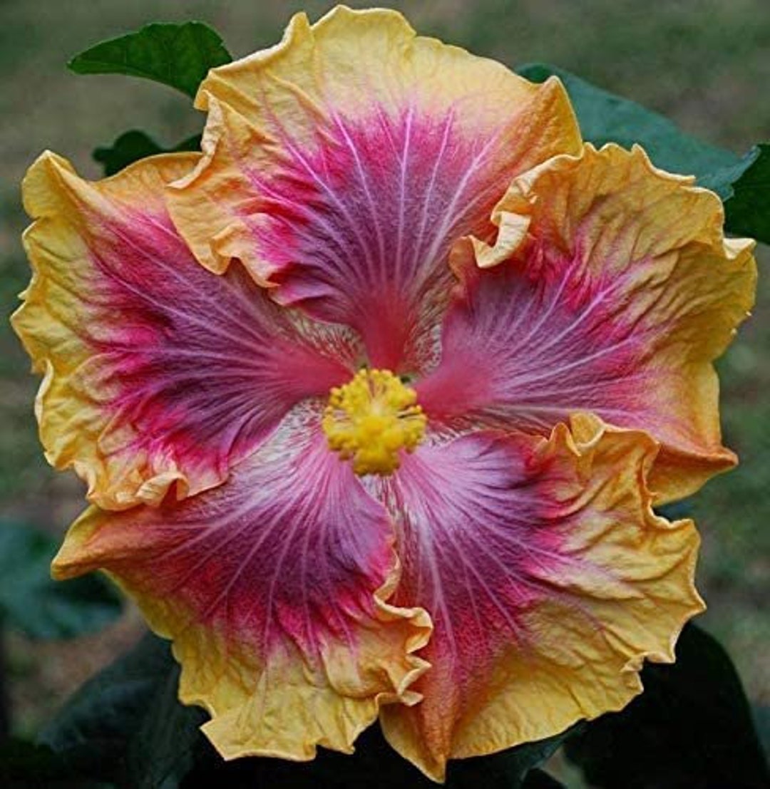 Hibiscus Flower Shrub, Cajun Color, Starter Plant - Etsy
