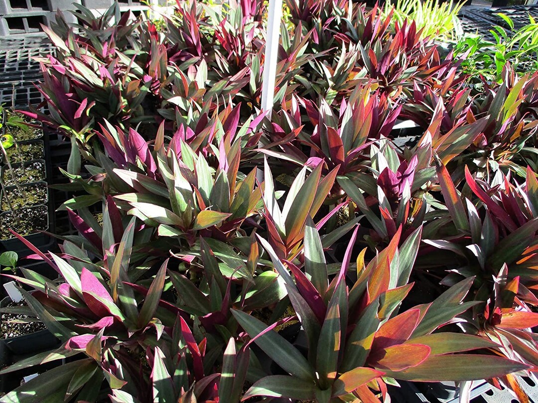 Oyster Plant, Moses in the Boat, Indoor Outdoor, 3 Inch Pot, Lot of 3 ...