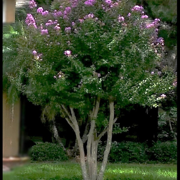 Purple Crepe Myrtle - Etsy