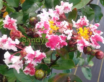 4 Pack Your Choice of Crape Myrtle Trees Spectacular