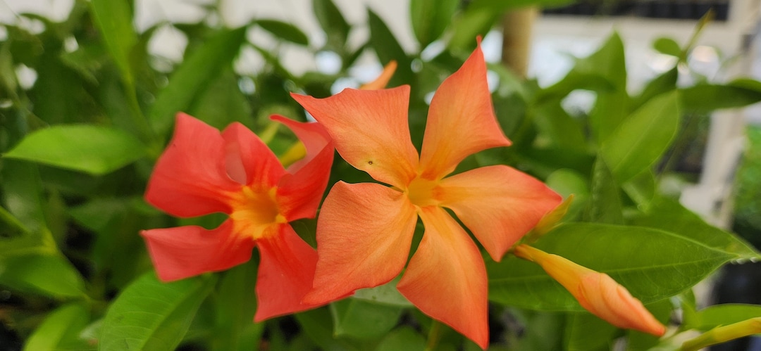 Mandevilla NEW! 2024 Firedup Orange Starter Plant, Lot of 2 - Etsy