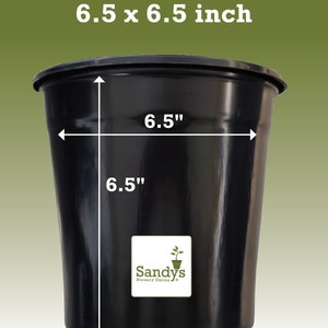 Jasmine Confederate Gallon Pot - Etsy