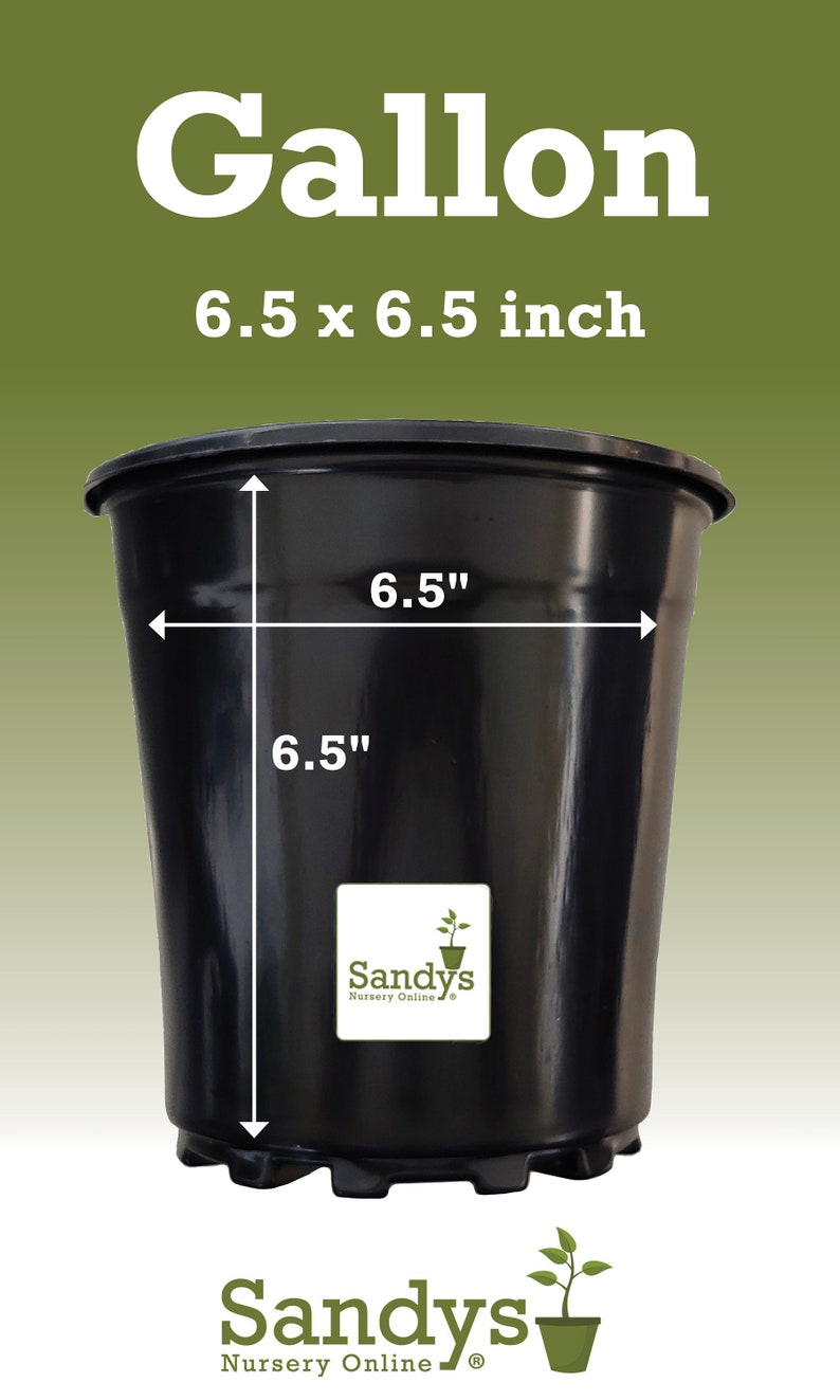 Jasmine Confederate Gallon Pot - Etsy