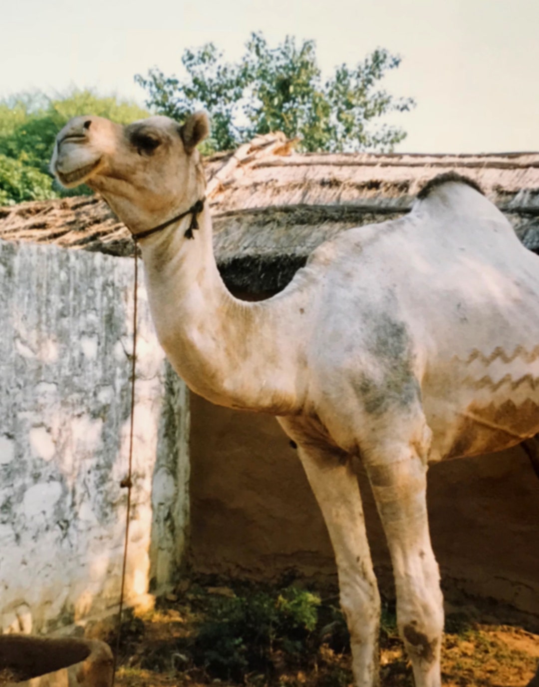 Camel Art India Travel Photo Syamarts Animal Art - Etsy