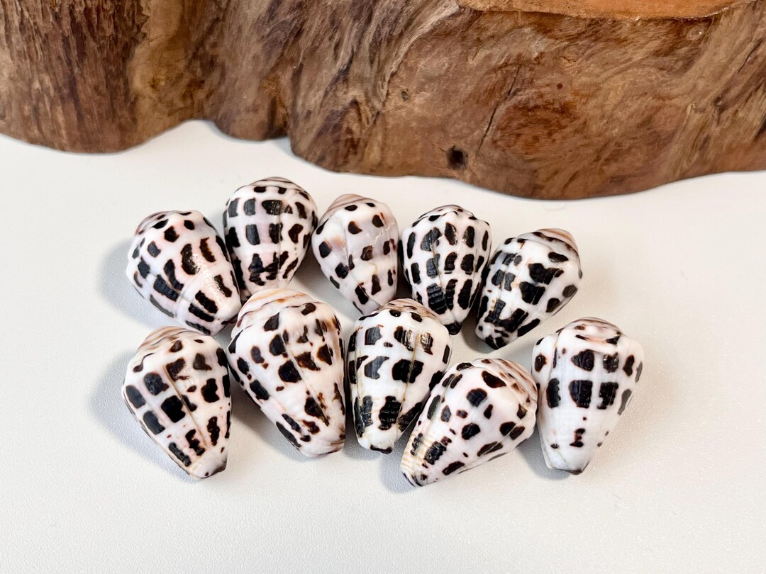 Hebrew Cone Shell: Natural Japanese Beach Find O61 - Etsy
