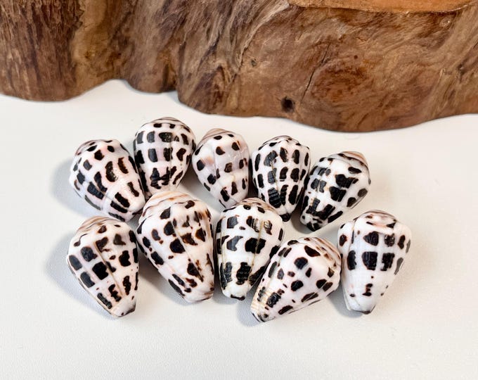 Hebrew Cone Shell: Natural Japanese Beach Find O61 - Etsy