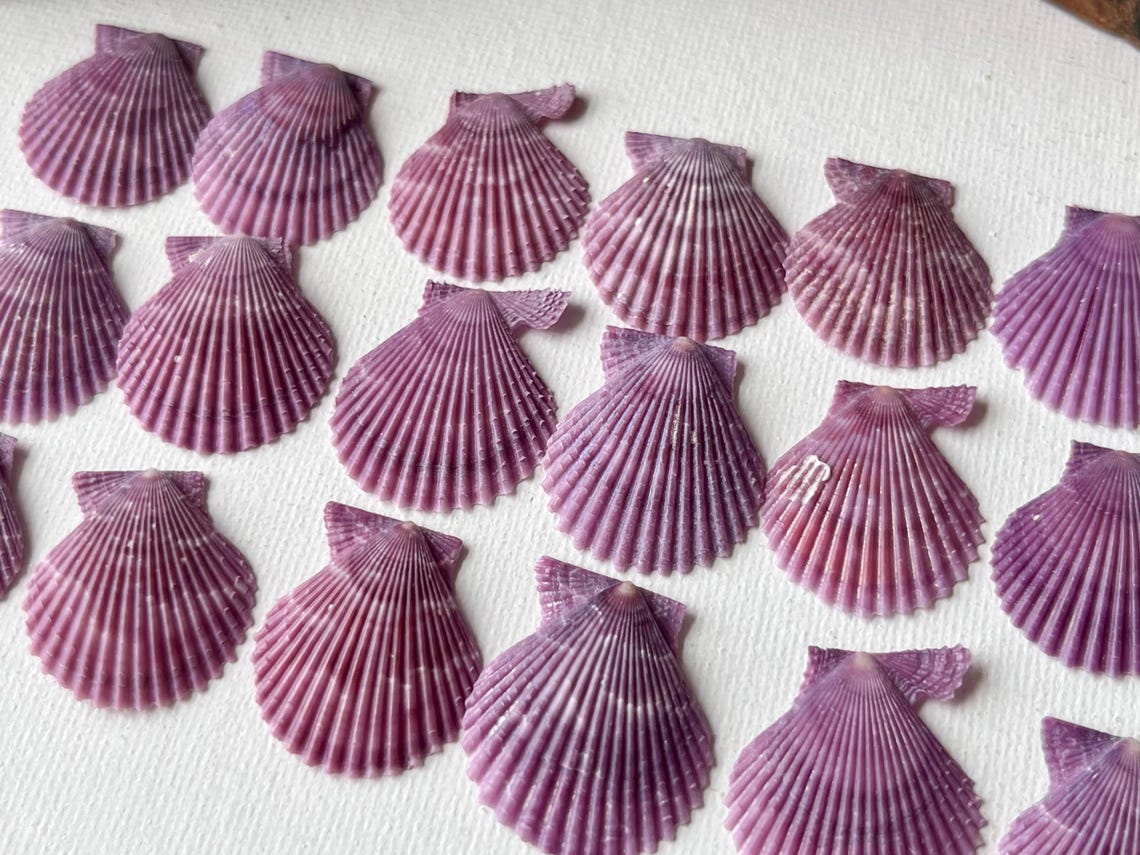 Japanese Purple Sea Shells: Decato Pecten, Natural Beach Find J70 - Etsy