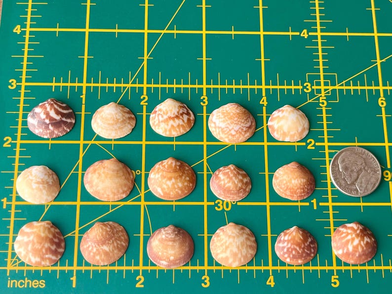 Brown Pattered Natural Bivalve Sea Shell: Japan Beach Find for Craft ...